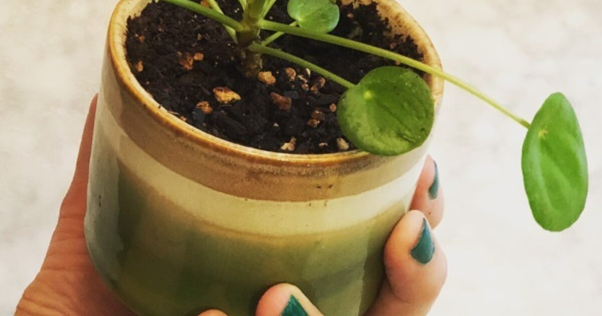 Halleck Horticultural | Garden Library - The New Plant Parents: We’ve…