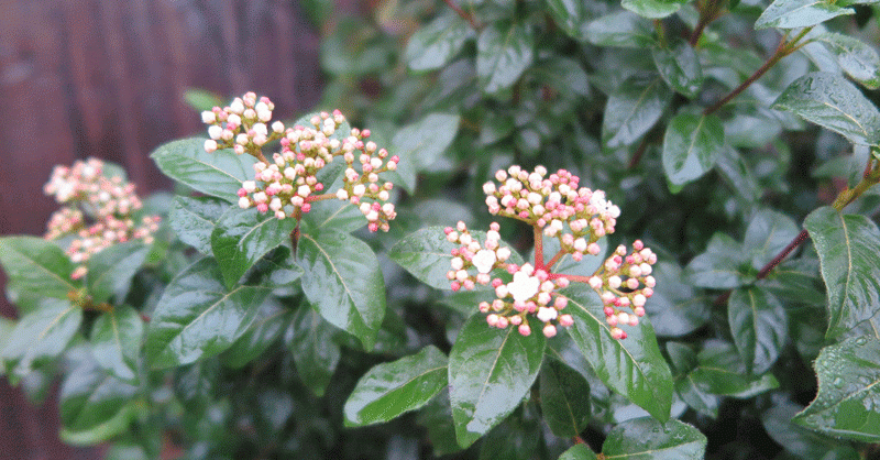 does viburnum flower