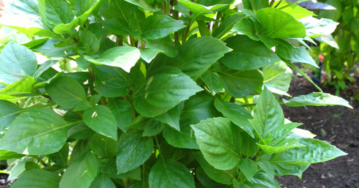 basil leaves description