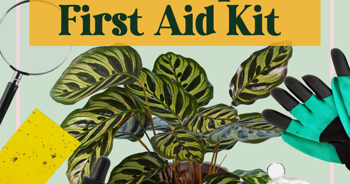 Halleck Horticultural | Plantgeek Chic - Plant Parenting: Houseplant…