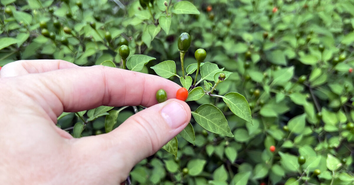 Halleck Horticultural | Plantgeek Chic - What are Chiltepin Peppers…