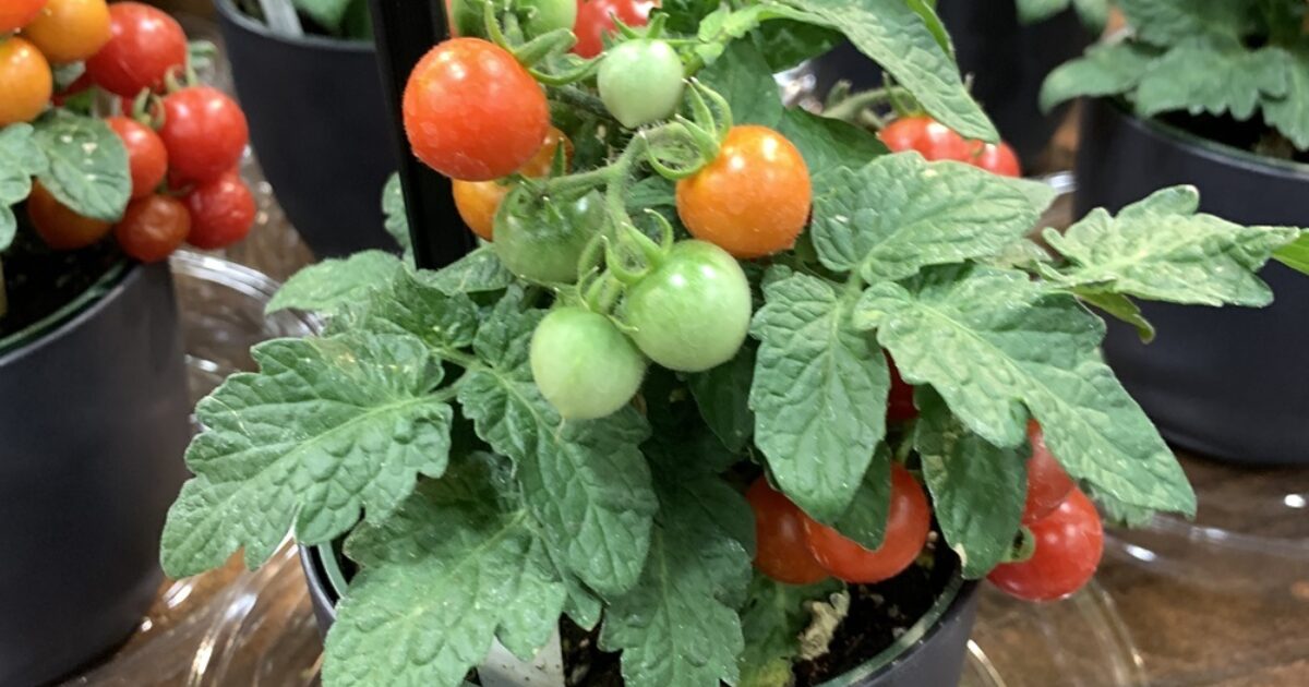 Halleck Horticultural | Plantgeek Chic - 10 Steps to Grow Tiny…