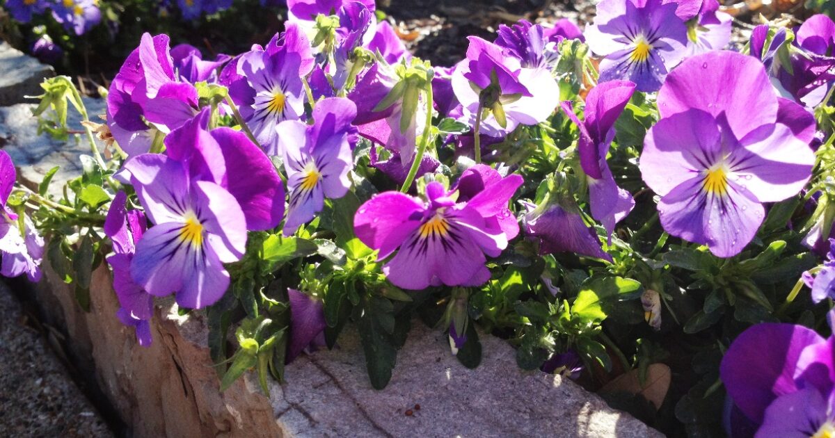 Halleck Horticultural | Plantgeek Chic - Forage for Edible Flowers in…