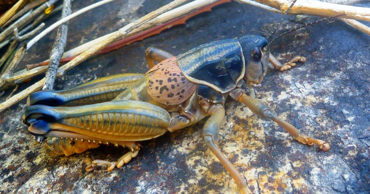 Plantgeek Chic - Big Bend Grasshopper | Halleck Horticultural