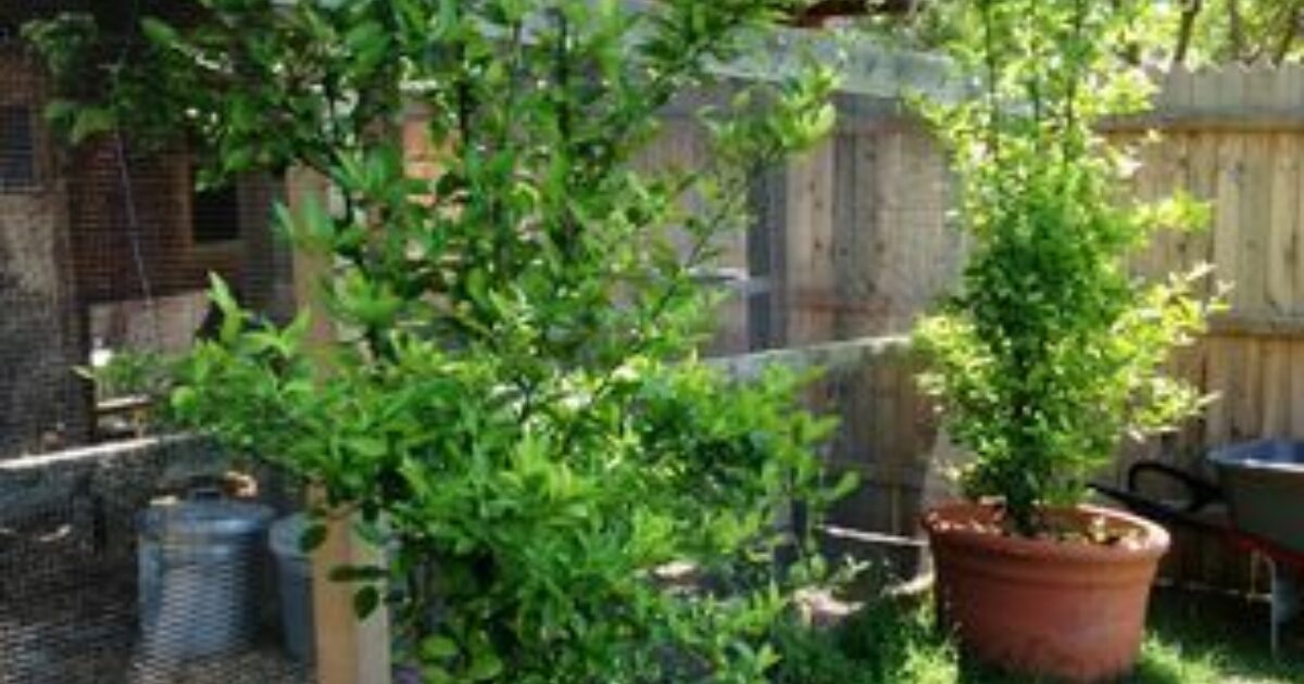Halleck Horticultural | Plantgeek Chic - ‘Changsha’ Tangerine in Texas