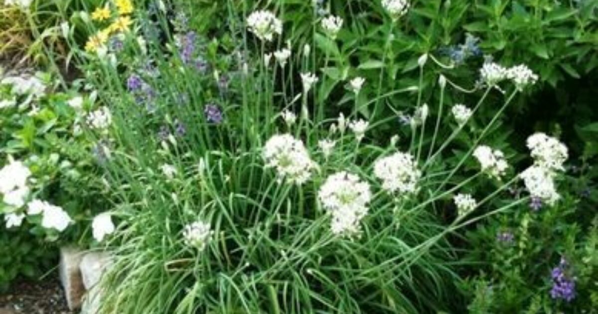 Halleck Horticultural | Plantgeek Chic - Hot Climate Gardening:…