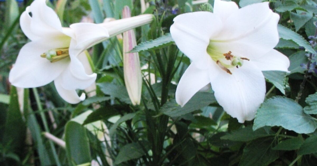 Halleck Horticultural | Plantgeek Chic - Philippine Lily: A Bright…