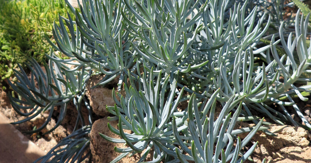 Halleck Horticultural | Plantgeek Chic - Senecio Succulents