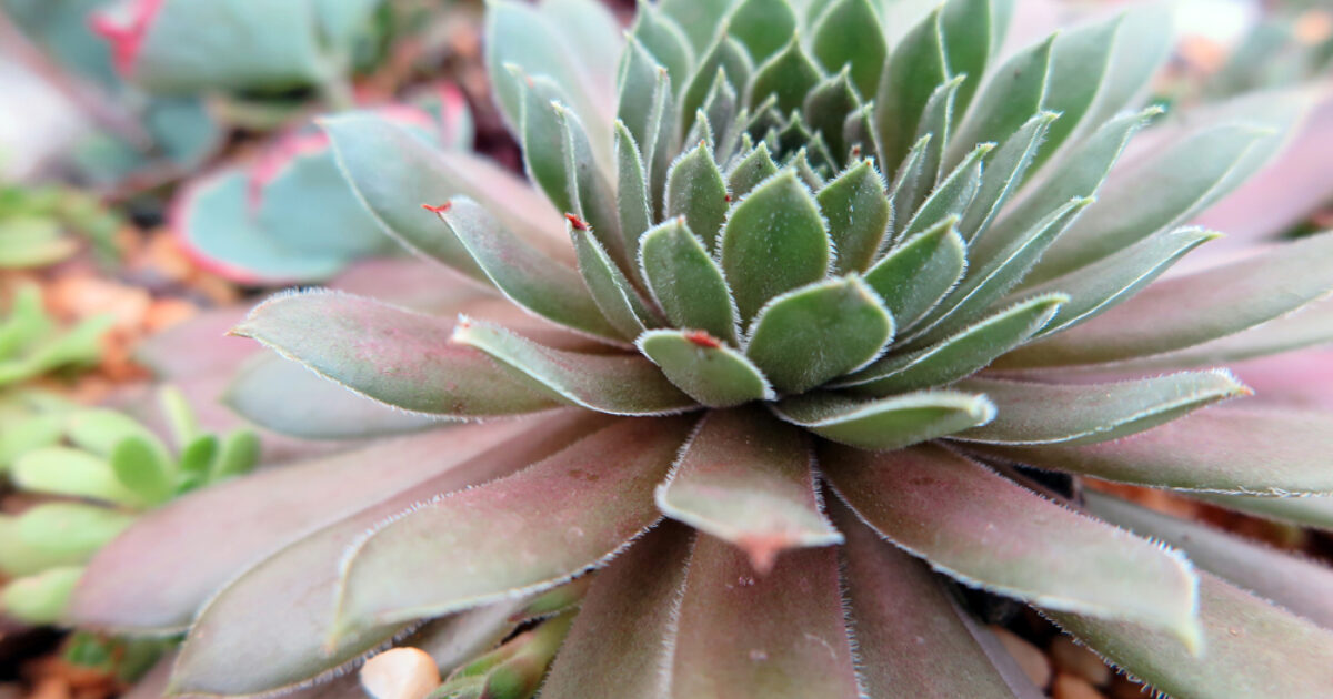 Halleck Horticultural | Plantgeek Chic - Hens and Chicks Succulents…