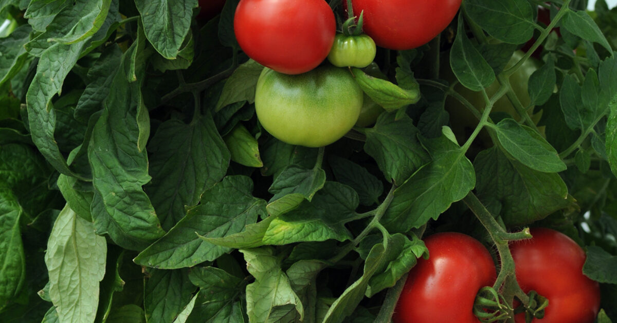 Halleck Horticultural | Plantgeek Chic - Tomato 'Homeslice' for…