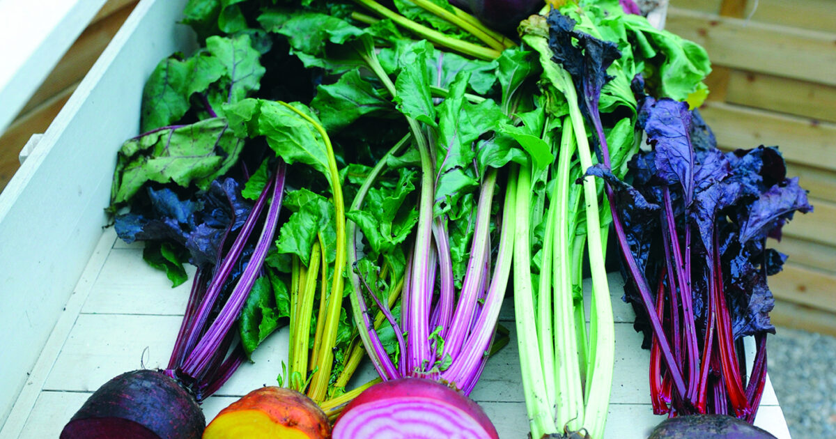 Halleck Horticultural | Plantgeek Chic - Grow Rainbow Beets
