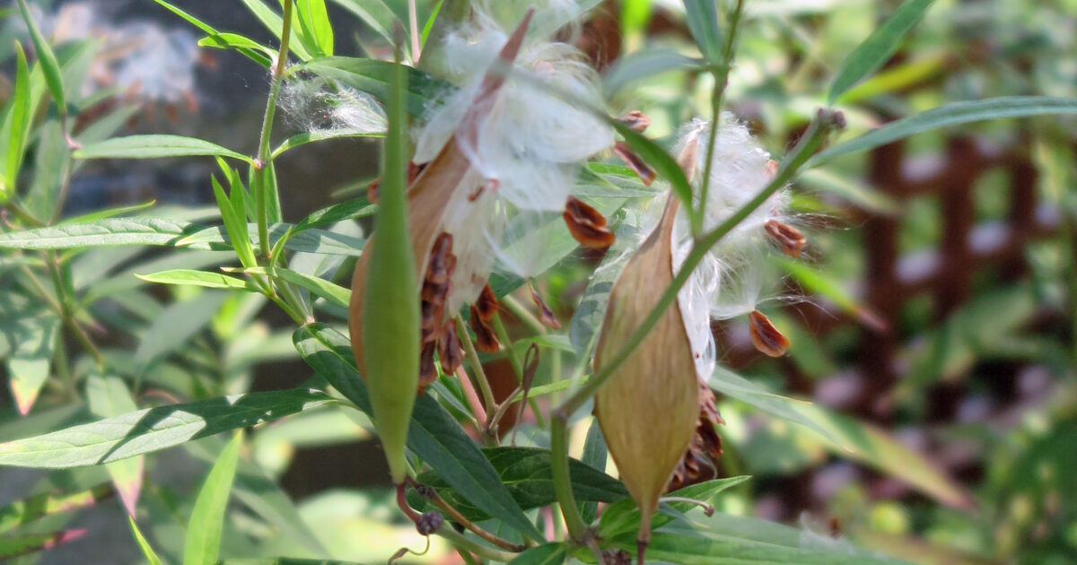 Halleck Horticultural | Plantgeek Chic - Harvesting Dry Seeds