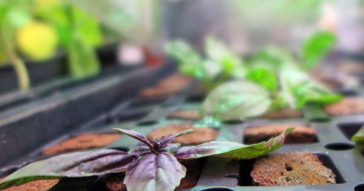 Halleck Horticultural | Plantgeek Chic - Foam Root Plugs for Cuttings