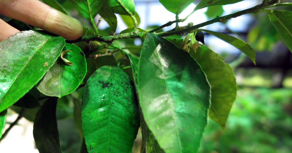 Halleck Horticultural | Plantgeek Chic - Scale Insects on Citrus…
