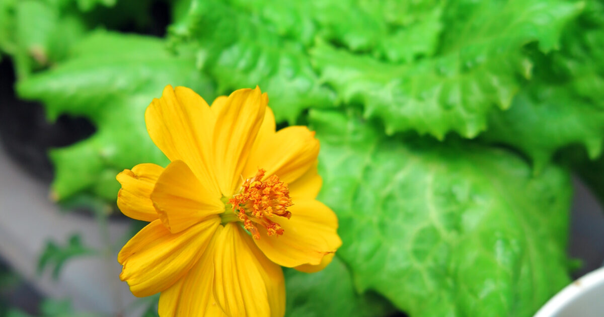 Halleck Horticultural | Plantgeek Chic - Grow Lights: What are…