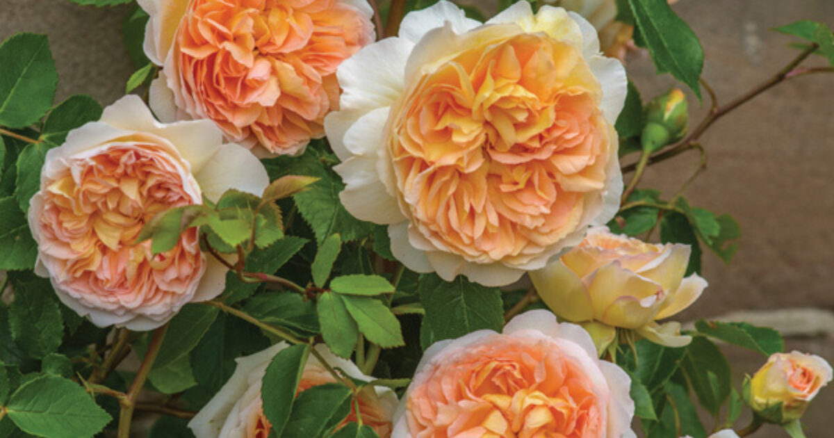 Halleck Horticultural | Plantgeek Chic - New David Austin Roses