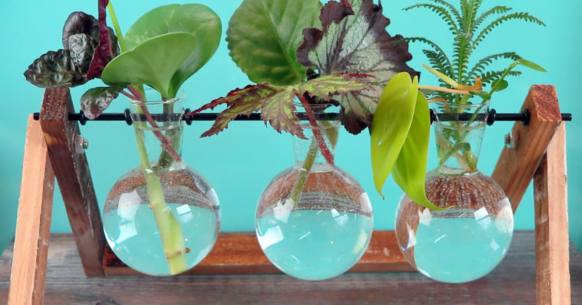 Plantgeek Chic - Plant Propagation: Rooting… | Halleck Horticultural