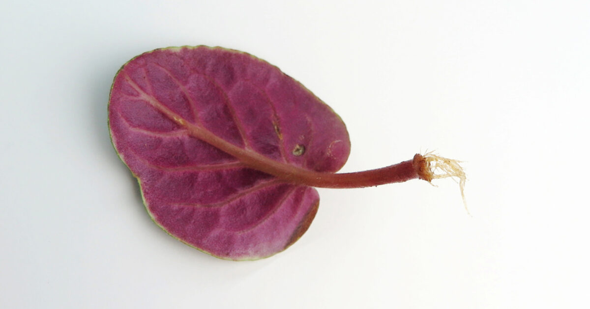 Halleck Horticultural | Plantgeek Chic - Plant Parenting: Rooting…