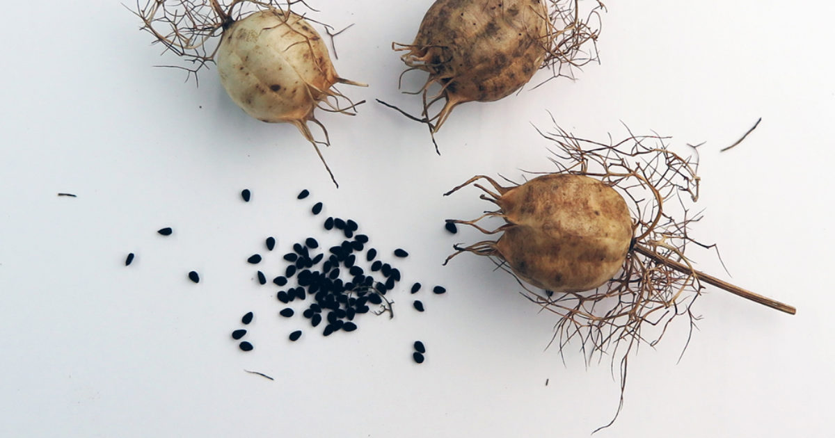 Plantgeek Chic - Plant Parenting: Nigella Seed | Halleck Horticultural