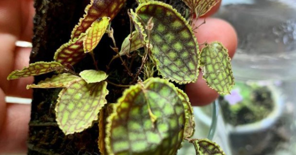 Halleck Horticultural | Plantgeek Chic - Tiny Plants: Micro Orchid…